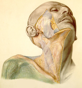 1933–1953: Eduard Pernkopf’s Atlas — “a tainted beauty” | Alliance for ...